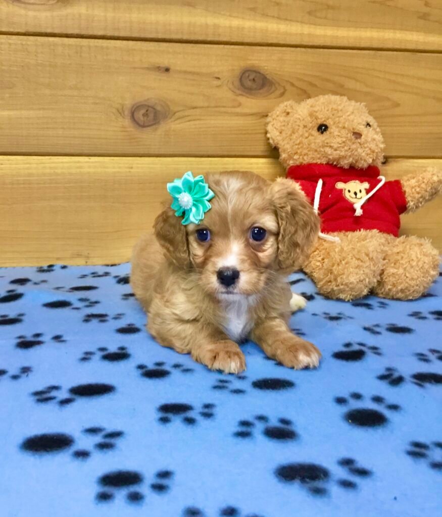 Discover The Best Small Breed Puppies: Cavachon And Cavapoo Selection ...