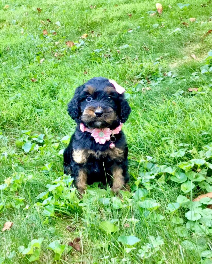 Meet Dawn: An Adorable Black And Tan Cavapoo Female | Log Home Puppies ...