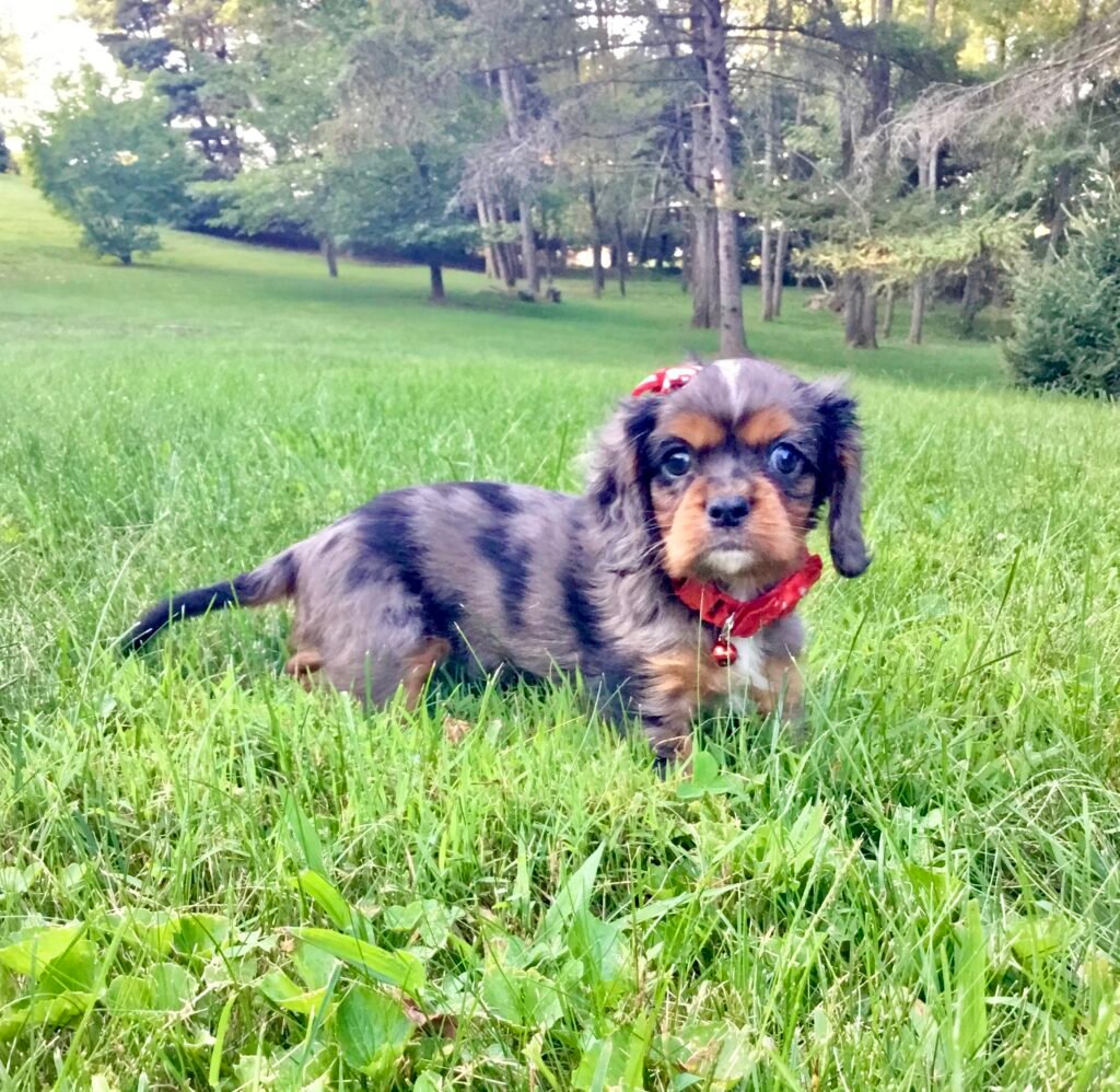 Meet Niko: The Blue Merle Cavalier Male – Log Home Puppies is your ...